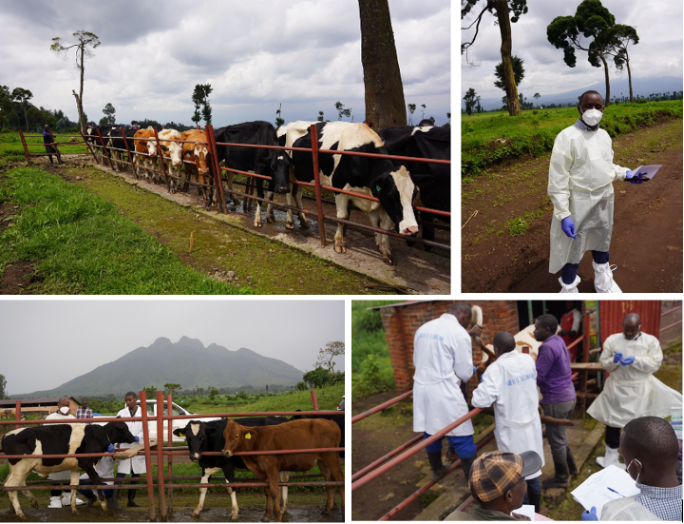 Stansile - Advancing Global Health Through Research & Innovation